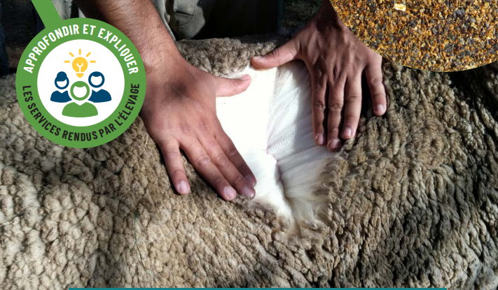 L'élevage de ruminants et les coproduits :Comment l’élevage de ...