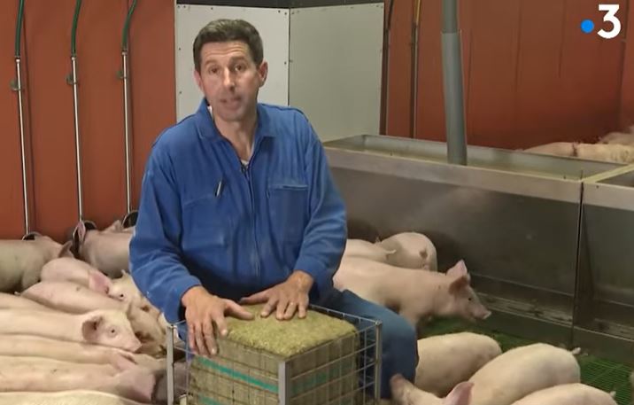 De la luzerne pour le bien-être des porcelets | La Coopération Agricole