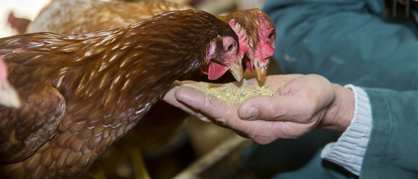 La nutrition animale est le premier maillon de la sécurité alimenaire