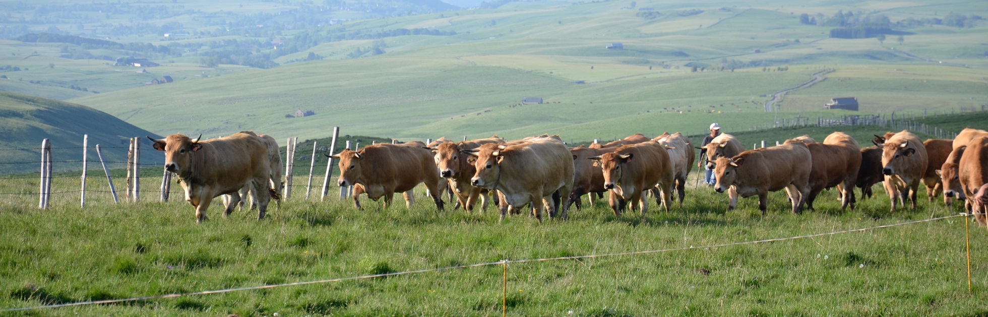 Bien-être animal : pâturage, estive et élevage en plein air
